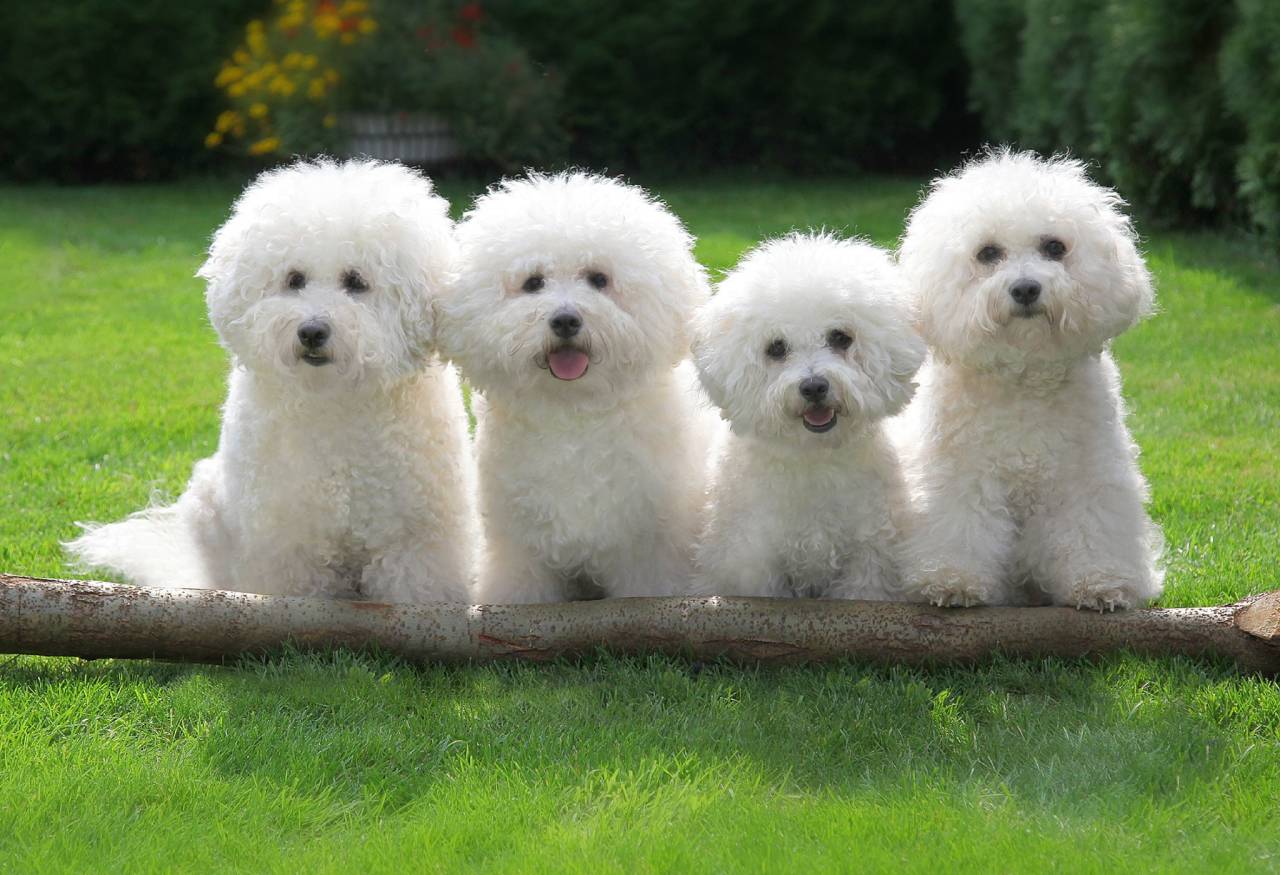 Bichon Frisé Welpen Mariolas Hundewelt